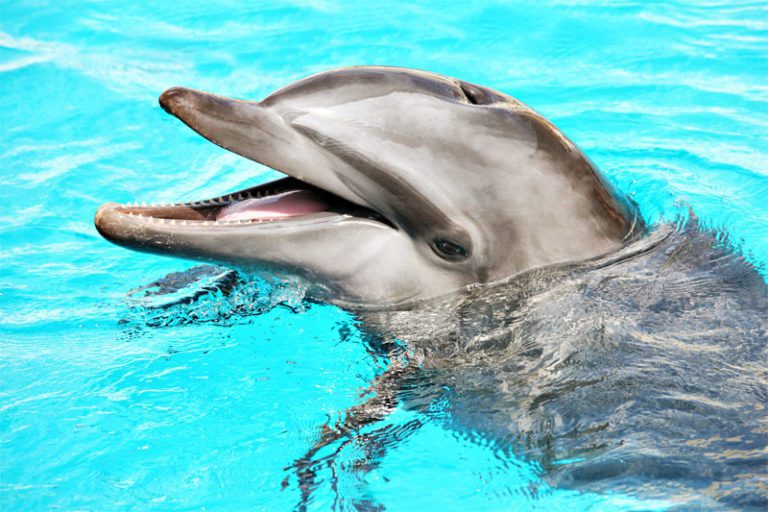 AMI Adventures - Boat Tours Anna Maria Island Excursions